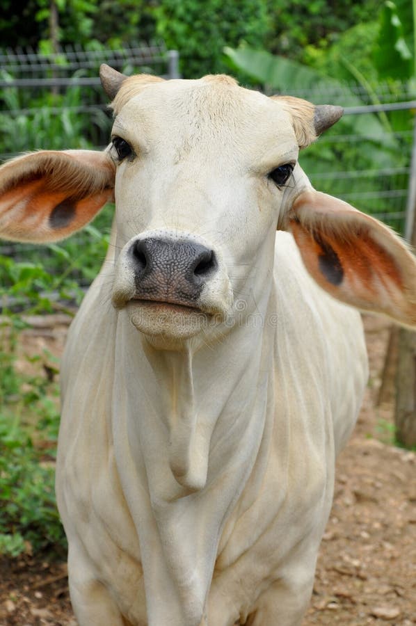 Beef cattle stock photo. Image of looking, herd, bull - 108590144