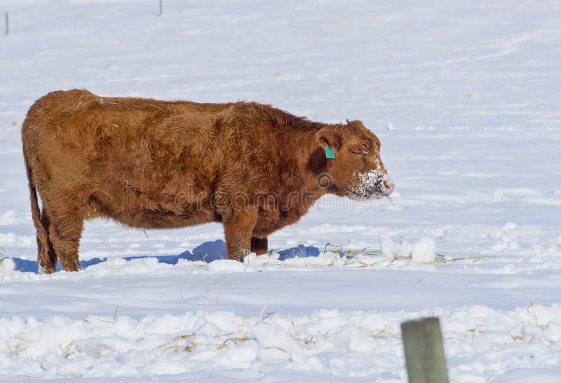 Beef Cattle on a Farm stock photo. Image of feeding - 235982980