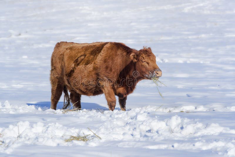 Beef Cattle on a Farm stock image. Image of ranch, mammal - 235982987