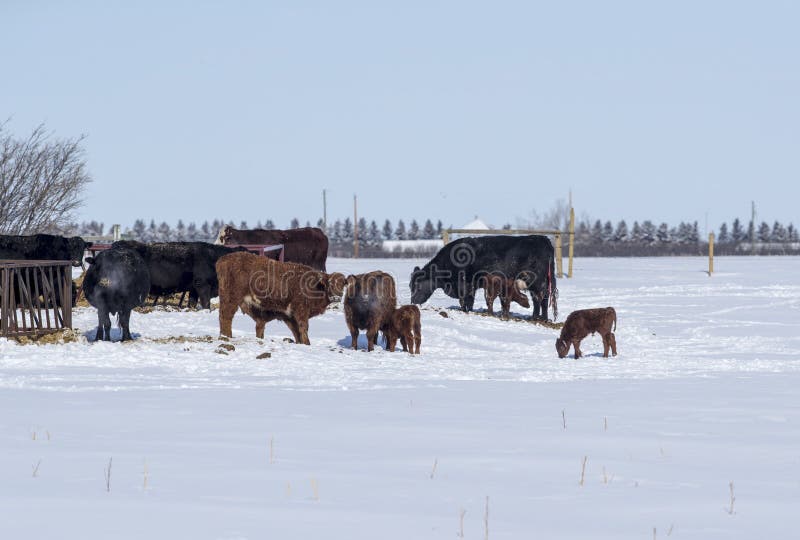 Beef Cattle on a Farm in Winter Stock Image - Image of global, rural ...