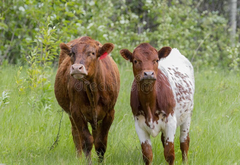 Beef Cattle in a Field stock photo. Image of calves - 253617302