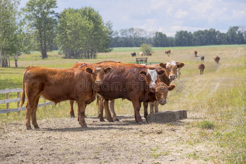 Beef Cattle in a Field stock photo. Image of outdoors - 235197572