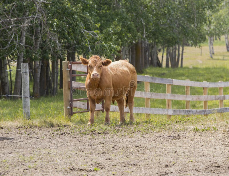 Beef Cattle in a Field stock photo. Image of global - 235197578