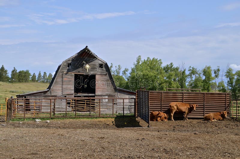 Beef Cattle in Front of an Old Rickety Barn Stock Image - Image of ...