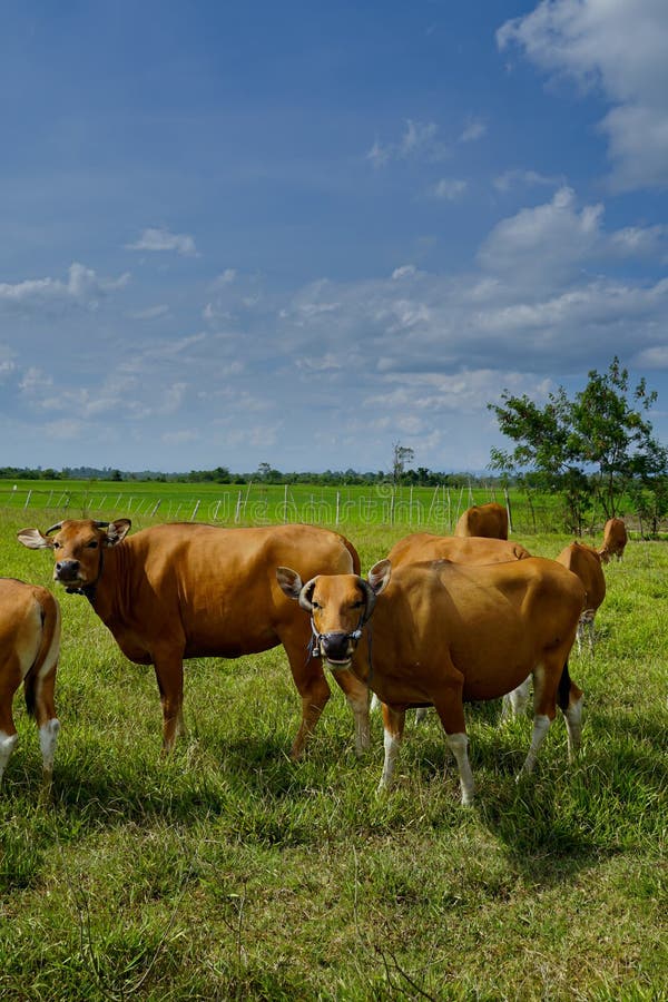 Beef Cattle Grass Feeding on Outdoor Field Stock Image - Image of ranch ...