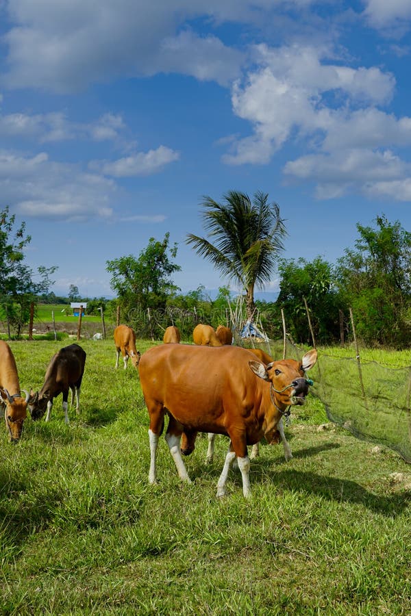Beef Cattle Grass Feeding on Outdoor Field Stock Photo - Image of meat ...