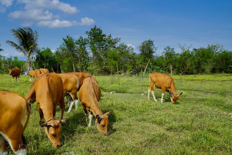 Beef Cattle Grass Feeding on Outdoor Field Stock Photo - Image of calf ...