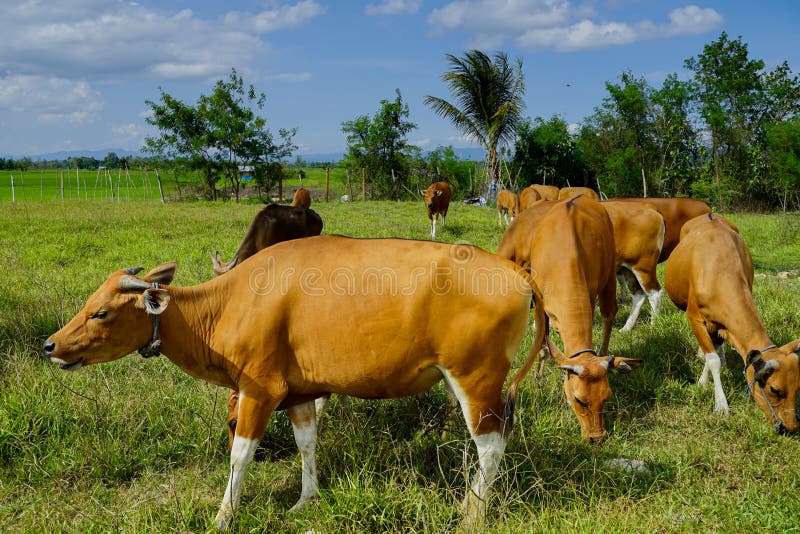 Beef Cattle Grass Feeding on Outdoor Field Stock Photo - Image of calf ...