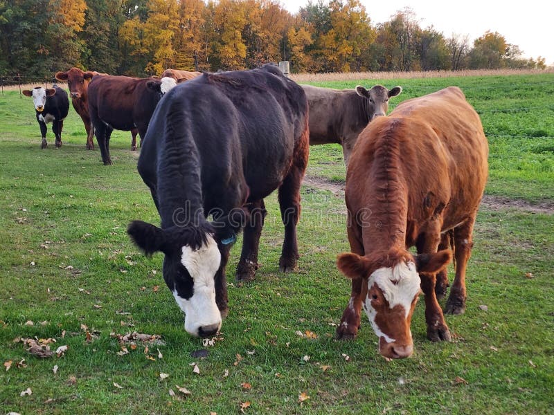 Beef Cattle Graze in Wisconsin Stock Image - Image of grazing, mammal ...
