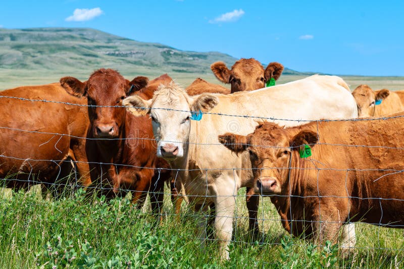 Beef Cattle Grazing Under Blue Skies Stock Photo - Image of farm ...