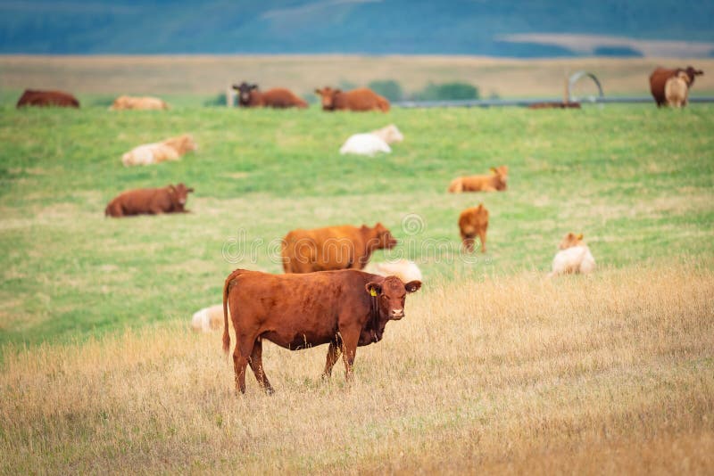 Beef Cattle Grazing Under Blue Skies Stock Photo - Image of grass ...