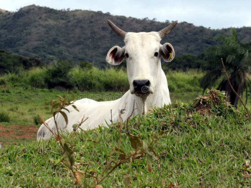 Beef cattle stock photo. Image of strong, musculature - 96293956