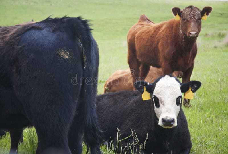Beef Cattle Pasture stock photo. Image of kansas, grass - 18534106