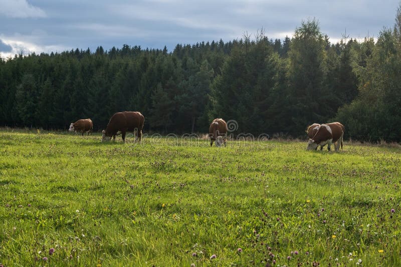 Beef cattle on pasture stock photo. Image of green, food - 278153564