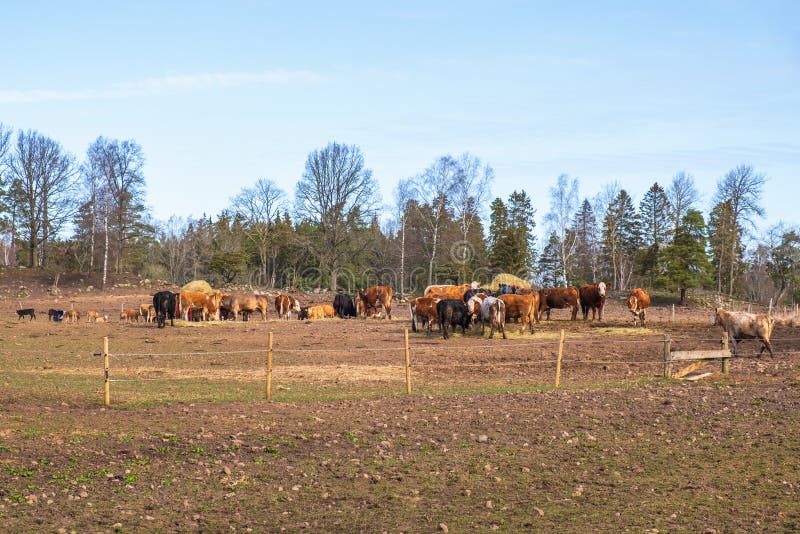 Beef Cattle in a Pasture at Spring Stock Photo - Image of rural, animal ...