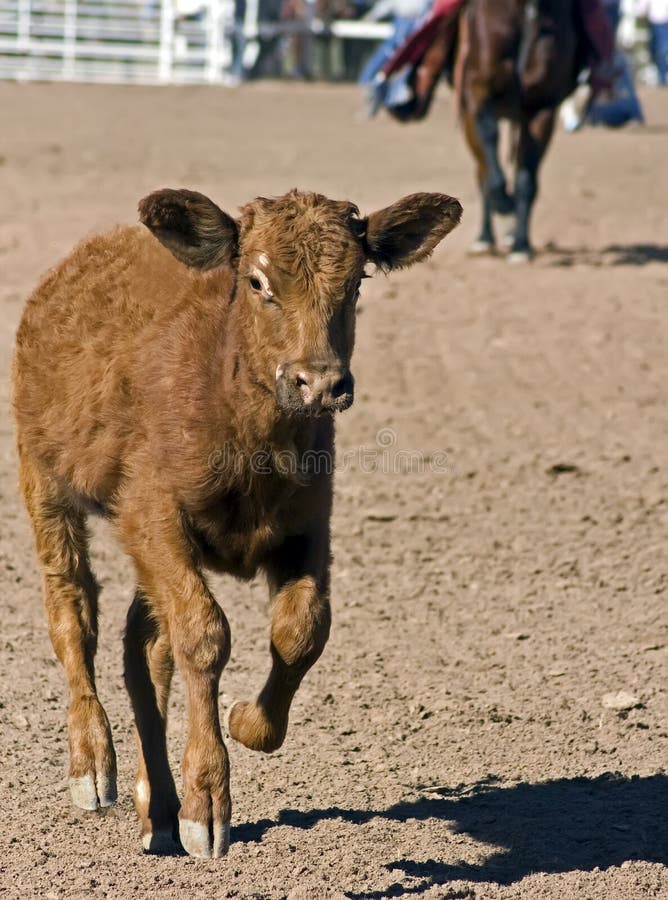 Beef Cattle stock image. Image of animal, organic, natural - 110707
