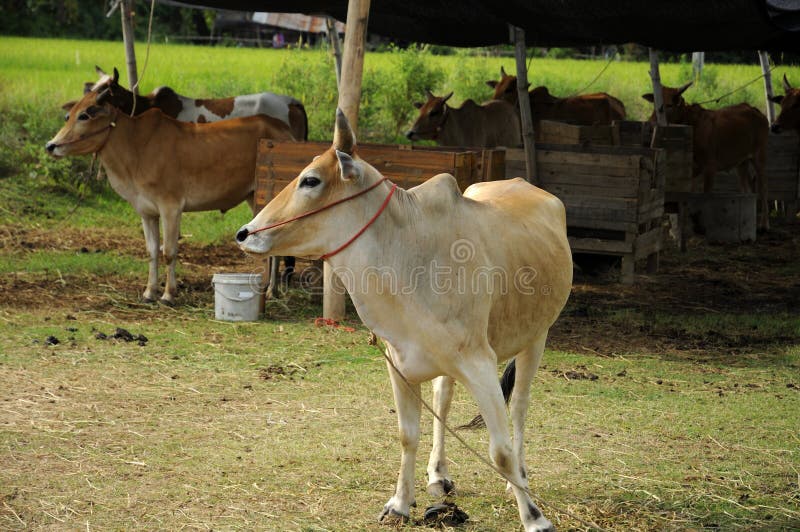 Beef cattle stock image. Image of grass, waiting, isolated - 32931337