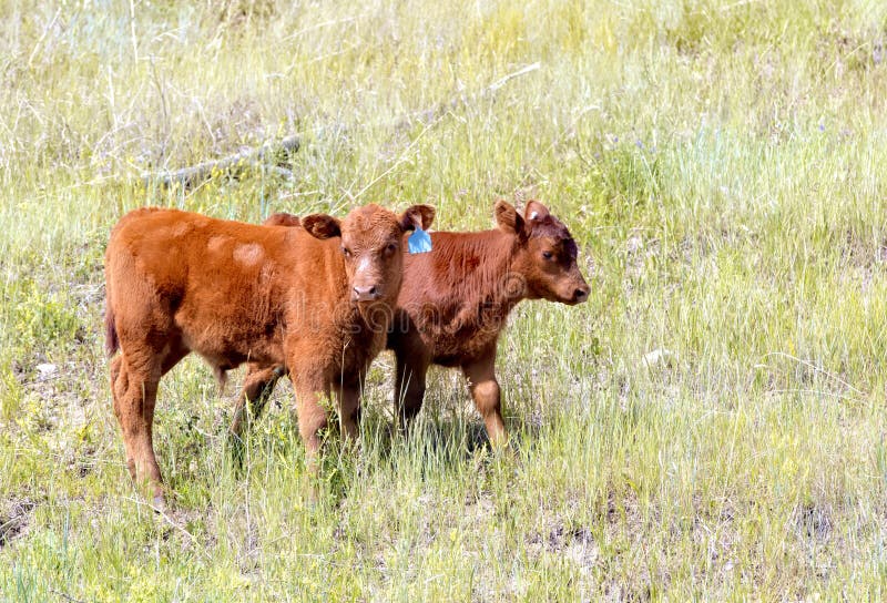Beef Cattle stock image. Image of agriculture, farm - 235190799