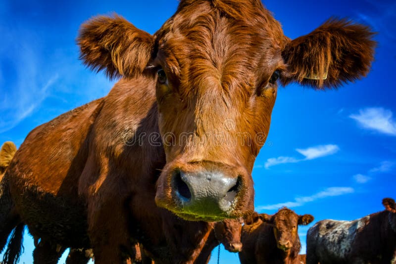Beef Close-up in a Farm Pasture Stock Image - Image of outdoor, head ...