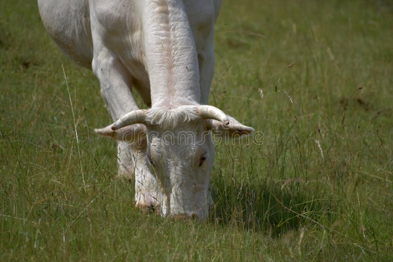 Beef Cow Graze on the Meadow and Eating Grass. Stock Photo - Image of ...