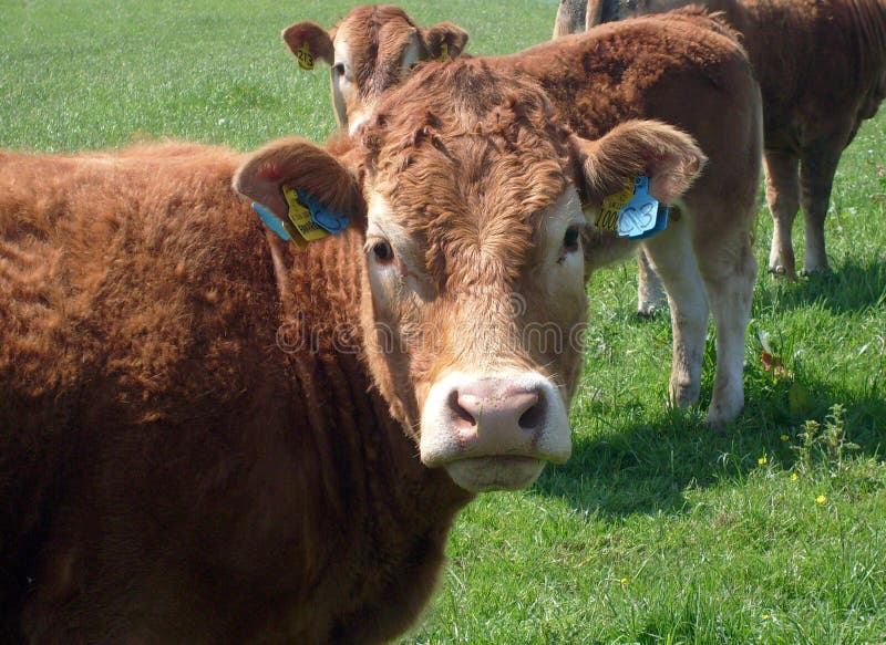 Beef cow portrait stock image. Image of grass, brown, farming - 5373431