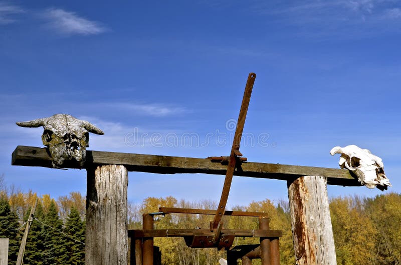 Beef Cow Skull on Display at a Ranch Stock Image - Image of chute ...
