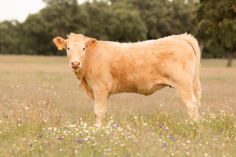 Beef Cows Grazing in the Pastures Stock Image - Image of dairy, black ...