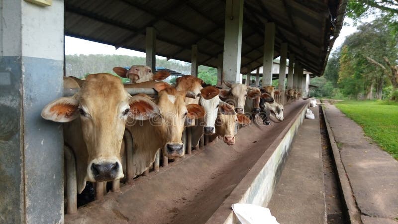 Beef Cows are Raised on a Farm and are Staring at You. Stock Photo ...