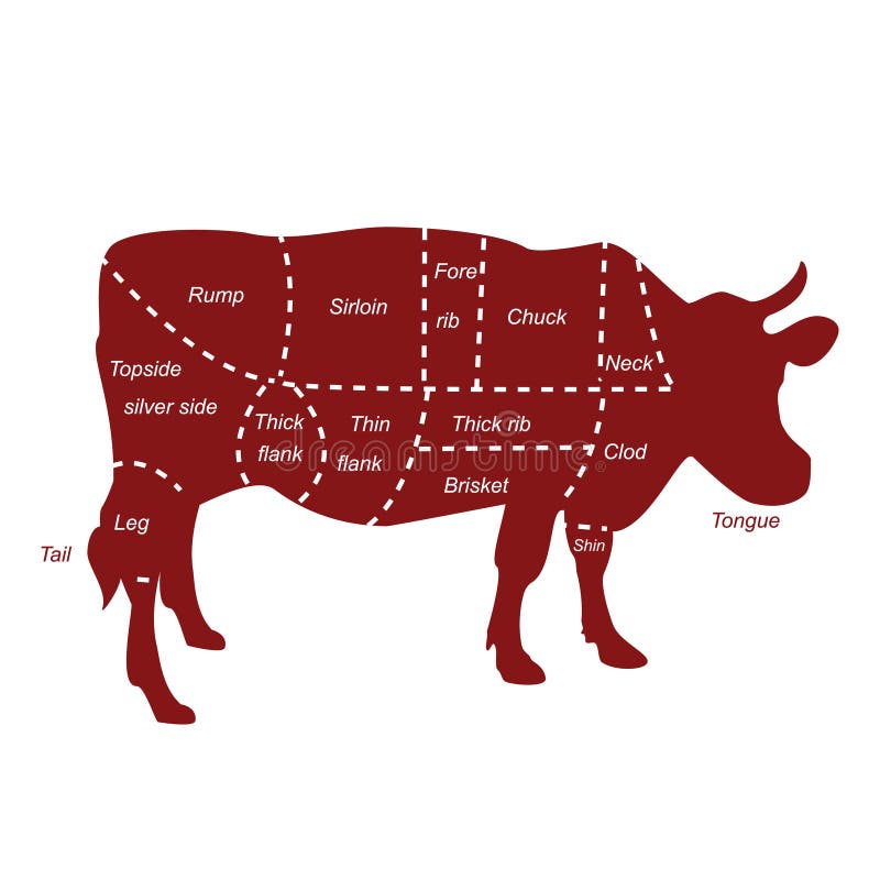 Beef Cuts Vector Template Set Stock Illustration - Illustration of ...