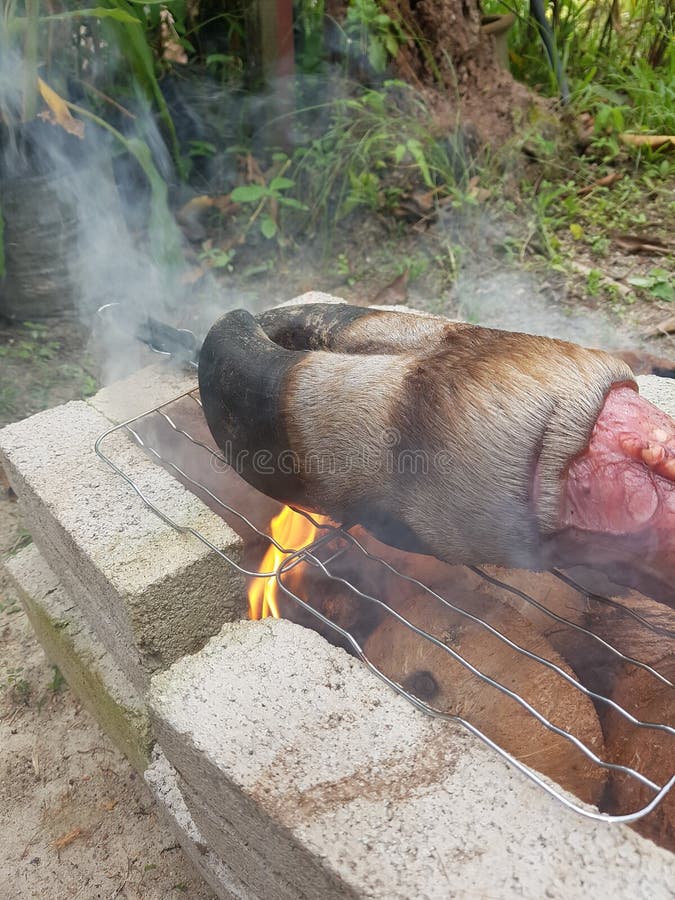 Beef feet roast stock image. Image of bear, carnivore - 229600665