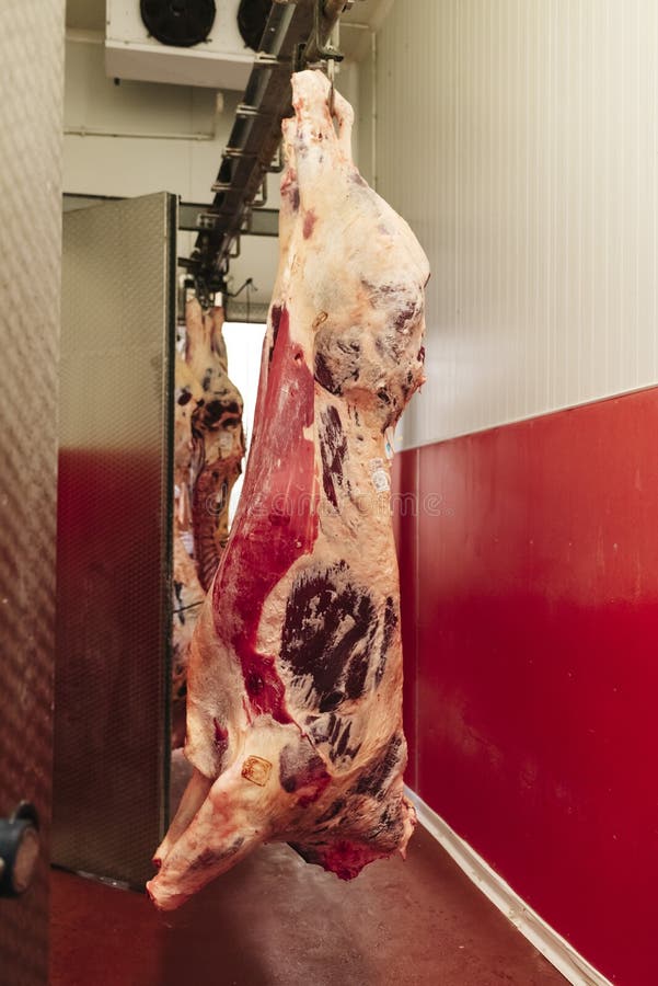 Beef Half Carcasses Hanging on Hooks in the Slaughterhouse. Meat ...