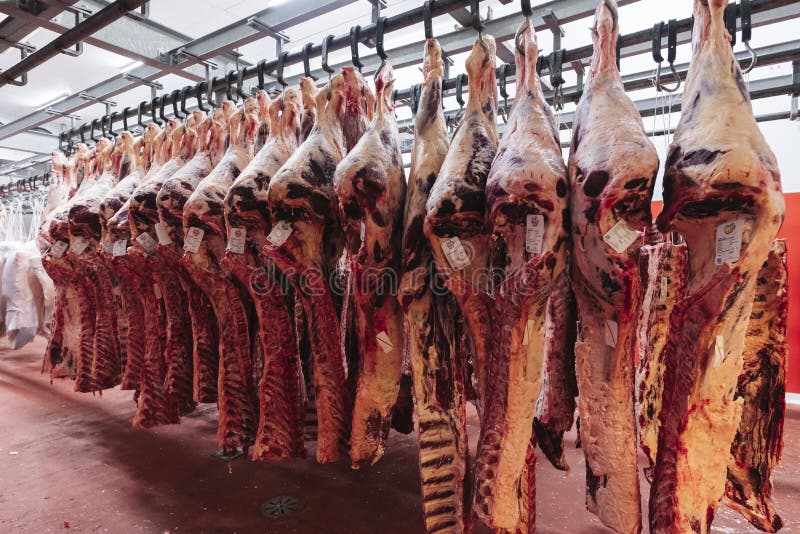 Beef Half Carcasses Hanging on Hooks in the Slaughterhouse. Meat ...