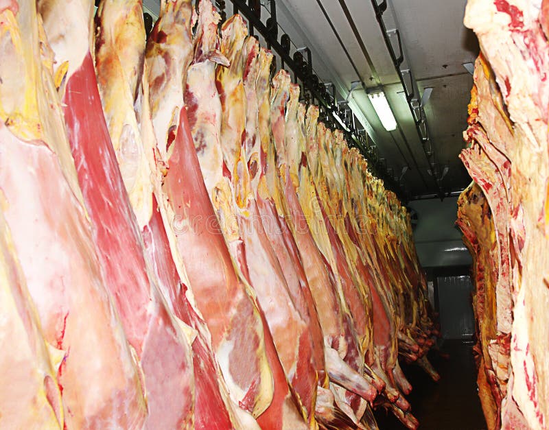 Hanging on Hooks in the Cold Half of Cows. Stock Image - Image of ...
