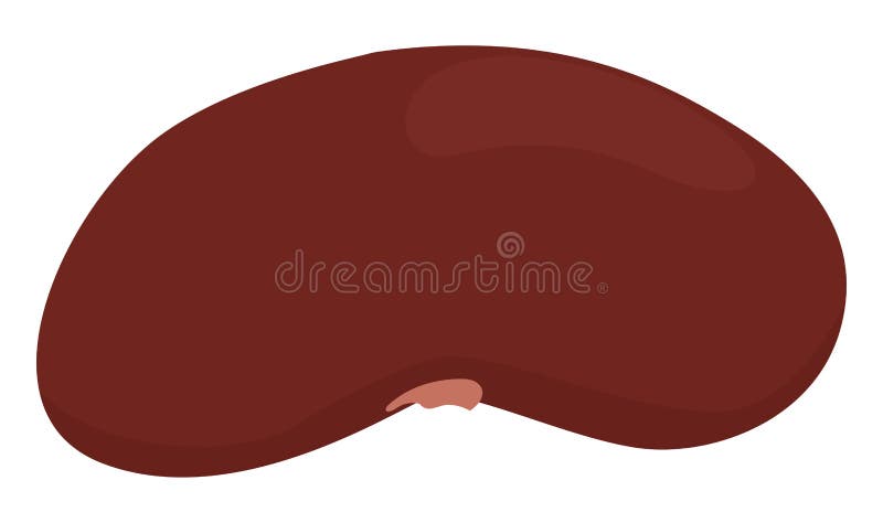 Raw Kidney Stock Illustrations – 891 Raw Kidney Stock Illustrations ...
