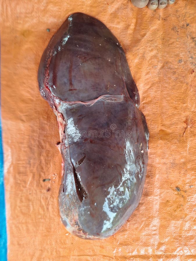 Beef Liver or Beef Offal is Rich in Nutrients Stock Image - Image of ...