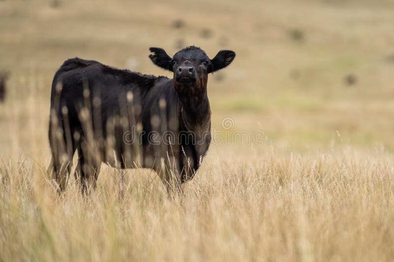Beef Meat Cow on a Farm. Herd of Cattle in Summer Stock Photo - Image ...