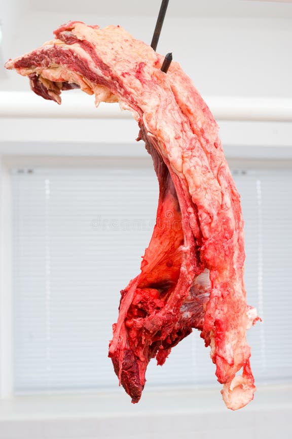 Beef rib stock image. Image of hang, food, fresh, piece - 23032543