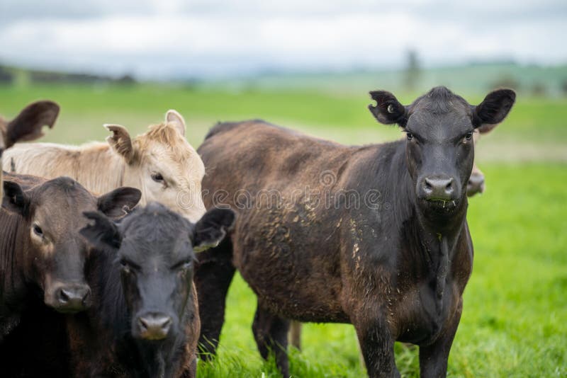 Beef Steaks and Beef Production on a Farm. Cows on a Ranch Stock Image ...