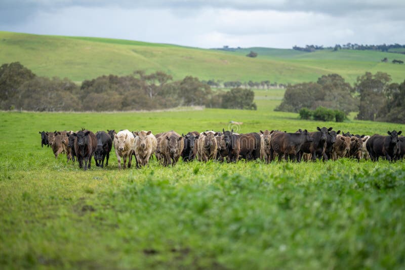 Beef Steaks and Beef Production on a Farm. Cows on a Ranch Stock Photo ...