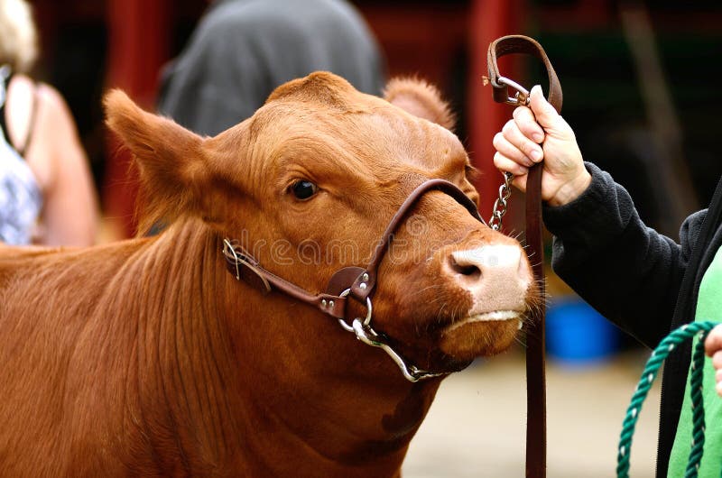 Beef Steers stock photo. Image of cows, fair, beef, show - 51348572