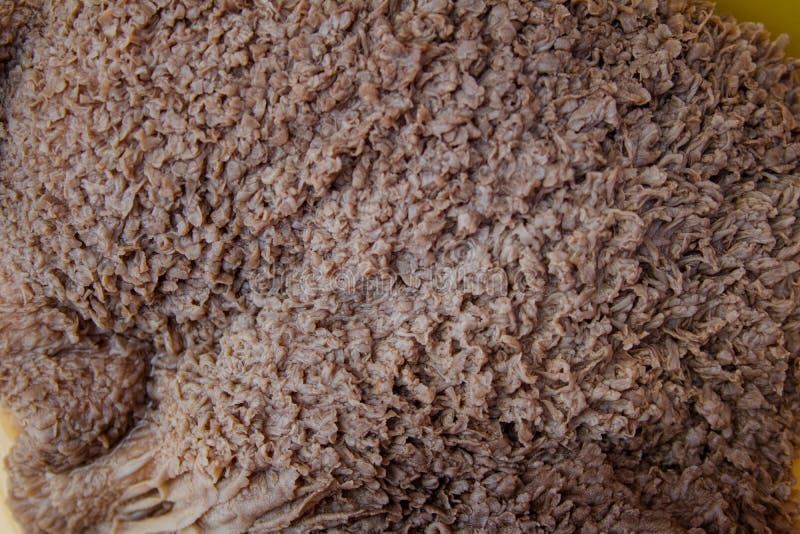 Beef Stomach for Menudo or Mondongo Stock Image - Image of soft ...