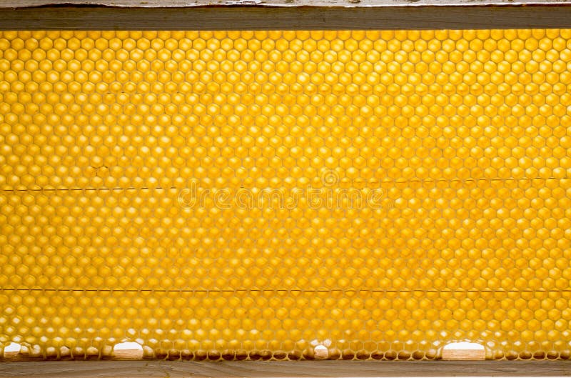 The Beeframe with Beecombs Texture Stock Image - Image of honeycomb ...
