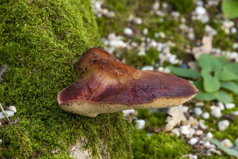 380 Fungus Infected Forest Stock Photos - Free & Royalty-Free Stock ...