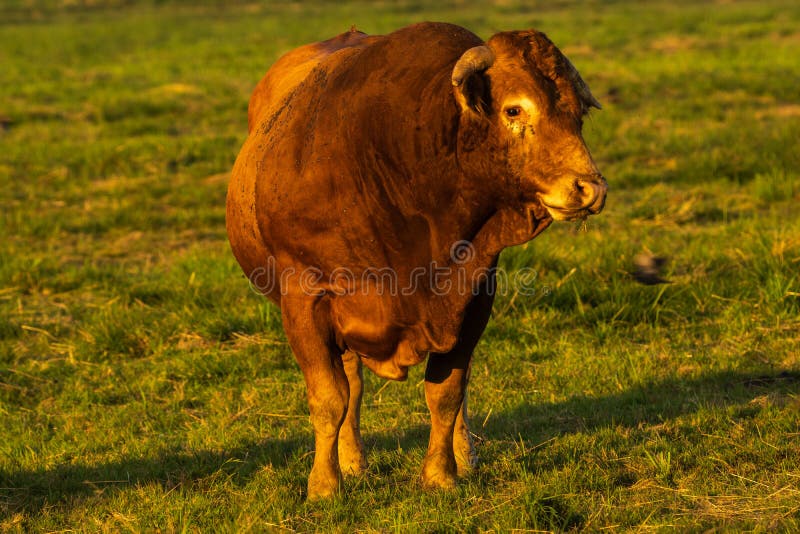 Breeding bull stock photo. Image of strong, field, danger - 19385620