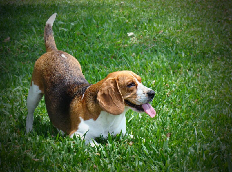 Beegle dog stock image. Image of smile, green, grass, friend - 4164869