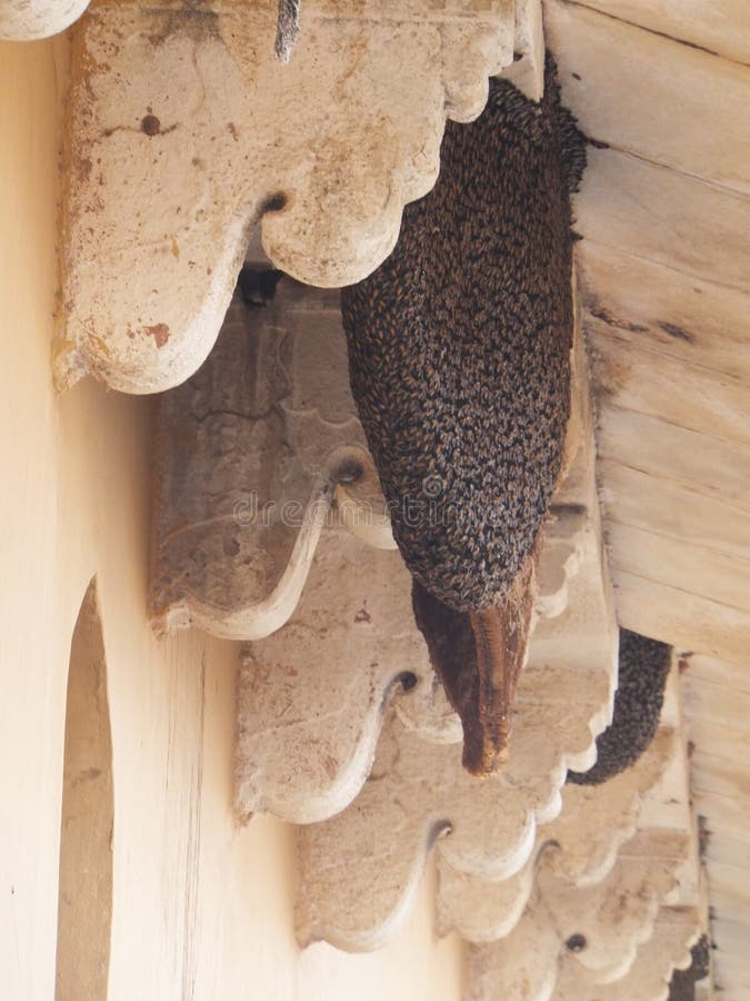 Beehive stock image. Image of food, beehive, healthy - 22603725