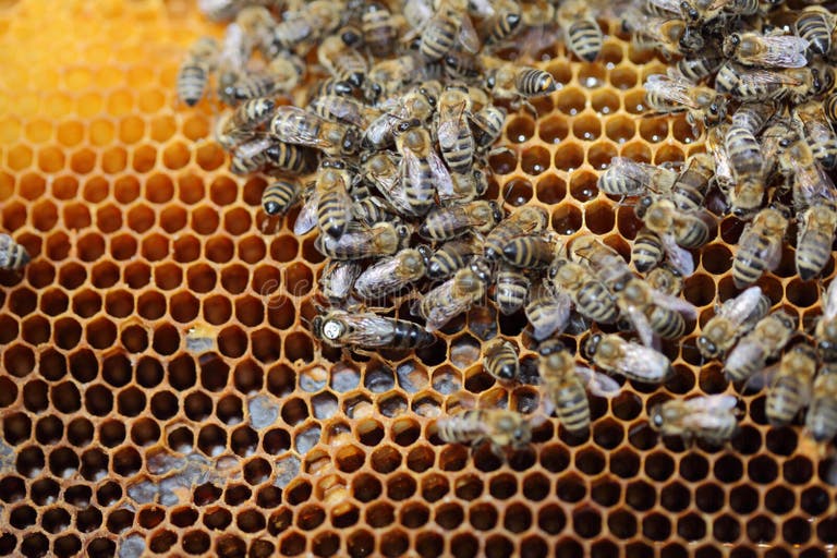 1,811 Inside Beehive Stock Photos - Free & Royalty-Free Stock Photos ...