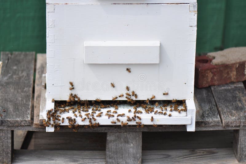 Beehive stock image. Image of animal, outdoors, grass - 25231399