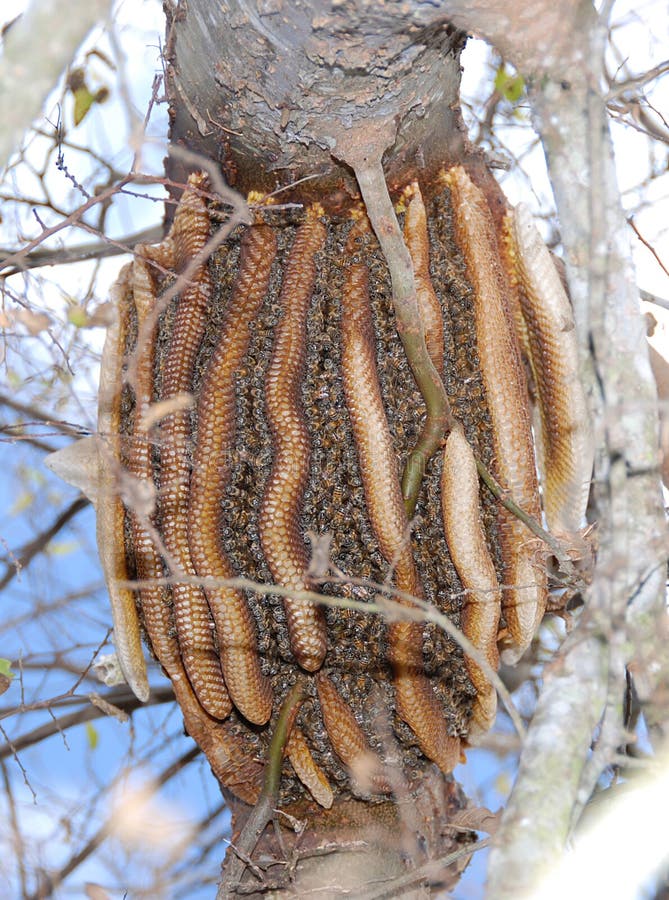Beehive stock photo. Image of storage, shape, bees, tree - 4868676