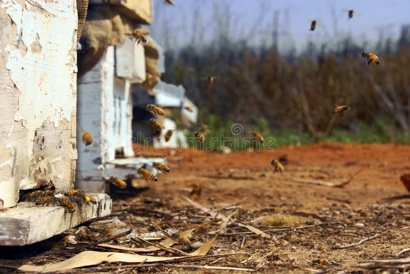 Beehive stock photo. Image of opulence, industry, plenitude - 5360634